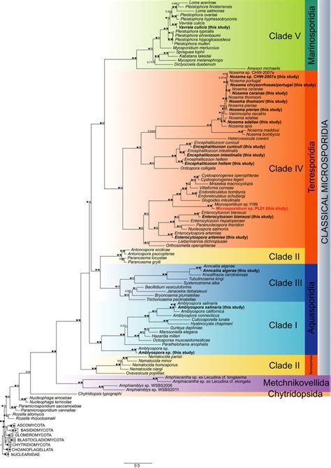 Phylogenetic Tree Of Microsporidia Inferred From BI And ML Analyses Of