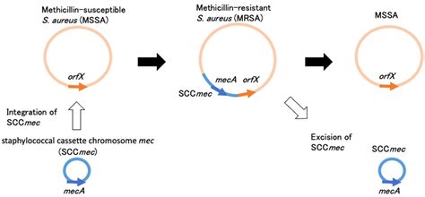 Current Status Of Staphylococcal Cassette Chromosome Mec Sccmec