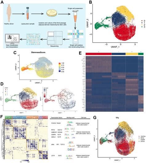 single cell atlas of admscs a flow chart of sampling sequencing and