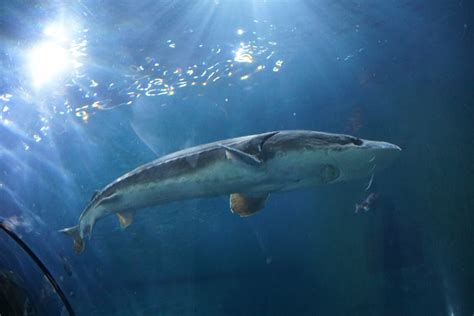 Störe Kaufen Fischlando By Fischgut Primus