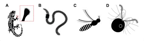 locomotion enhanced by hairs schematics showing a an array of hairs