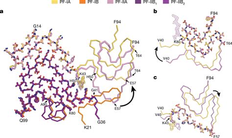 Comparison Of The Protofilament Folds In α Synuclein From Msa A