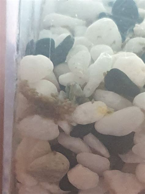 물고기 달팽이 똥 지식in