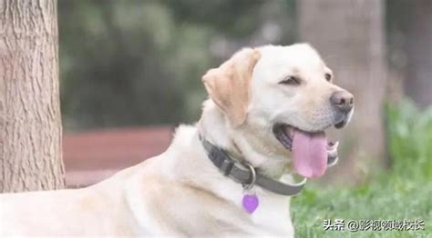 十大溫順的狗狗排行榜來了土狗第5二哈第3第一名是它 每日頭條