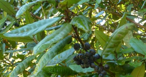 Olivillo Aextoxicon Punctatum Vivero Pumahuida