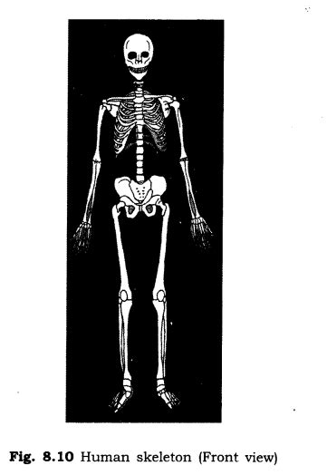 Ncert Solutions For Class Science Body Movements Chapter