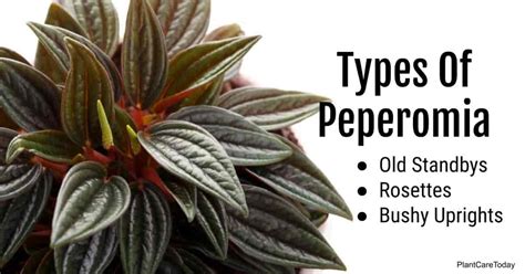 Types Of Peperomia Old Standbys Rosettes Bushy Uprights