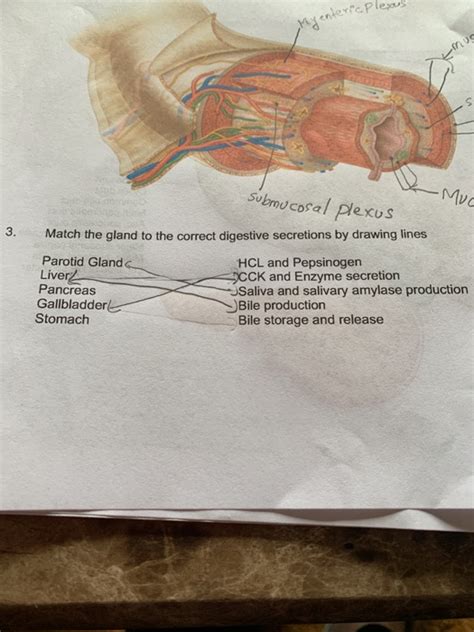 Solved Enterie Plexus Mug Submucosal Plexus 3 Match The