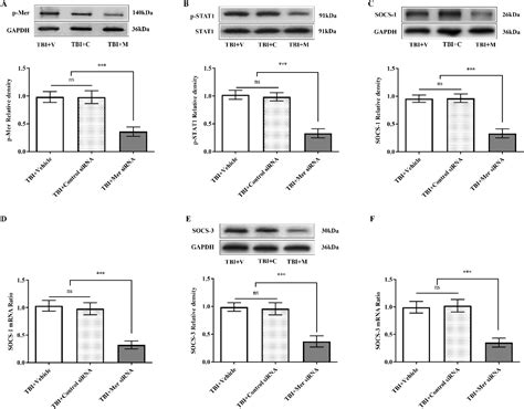 Figure 3 From Mer Regulates Microglial M1m2 Polarization And
