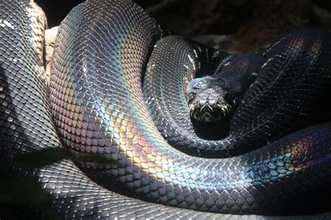 Boelens Python Simalia Boeleni A New Guinea Species With Iridescent