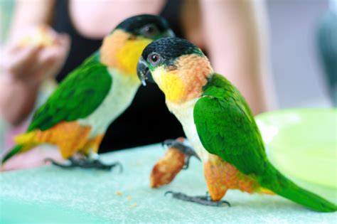 black headed caique aviculture hub