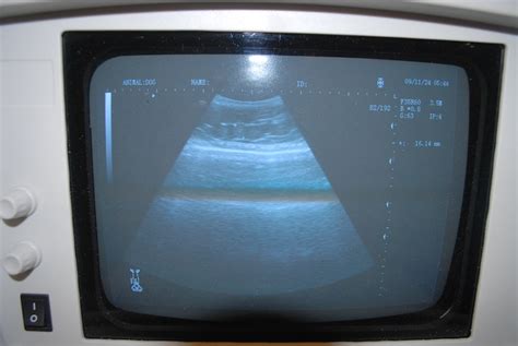 Breeding Python Regius World Of Ball Pythons