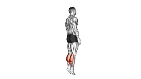 Calves Exercises Workout Guru