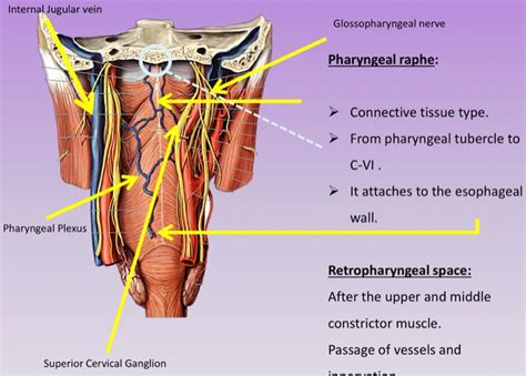 Pharyngeal Raphe