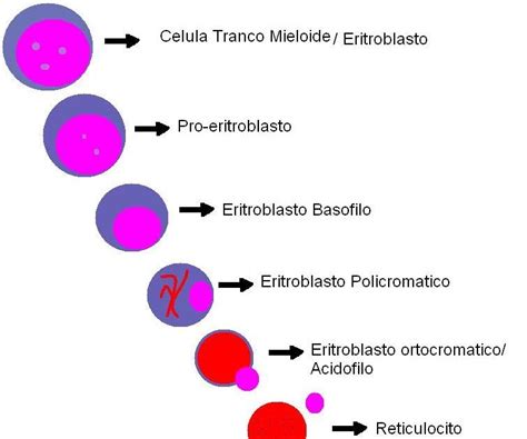 Biovida Assessoria Científica Hematologia Eritropoese