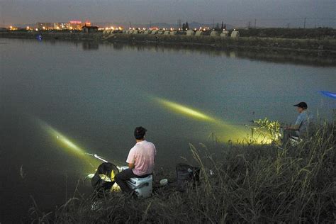 白天和晚上野钓鲫鱼的5个显著区别，鲫鱼觅食活动的显著变化 知乎