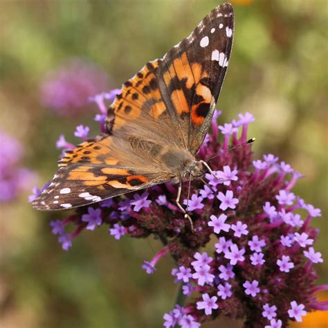 Surviving Winter What Heat Loving Butterflies Do During The Cold
