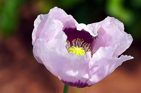 양귀비 꽃 보라색 Pixabay의 무료 사진 Pixabay