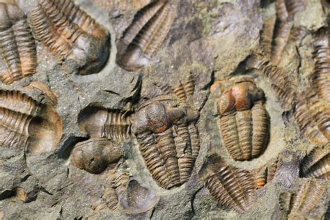 Casey Luskin On Intelligent Design Evolution And The Fossil Record
