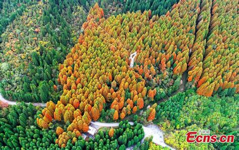 Dawn Redwood Trees Add Colors To Forest Park