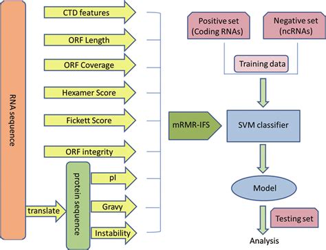 Pipeline Of The Cppred Multiple Features Are Extracted From Rna Or Download Scientific Diagram