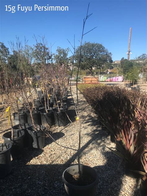 Buy Diospyros Kaki Fuyu Fuyu Japanese Persimmon Bidscape