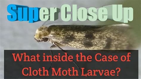 Life Cycle Of Case Bearing Carpet Moth Carpet Vidalondon