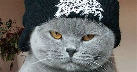 Yo Want Some Catnip First Ones Free Imgur