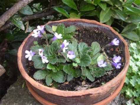 Drying Without Dying How Resurrection Plants