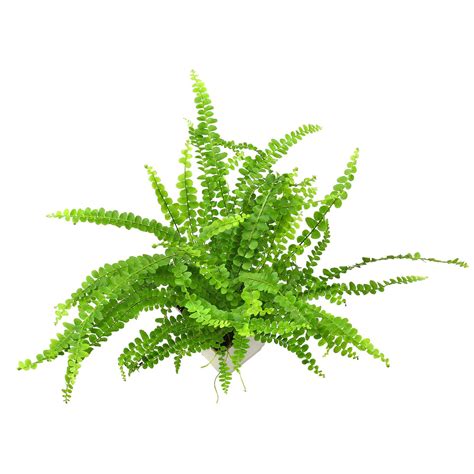 Nephrolepis Cordifolia Duffii Aquasabi Aquarium Shop