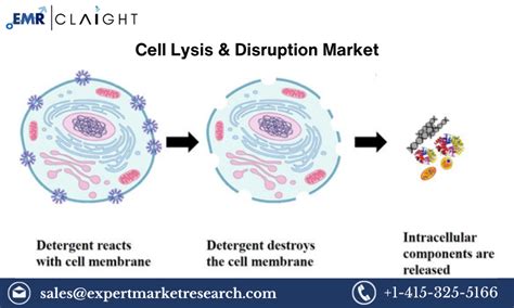 Cell Lysis And Disruption Market Share Size Trends Analysis Report