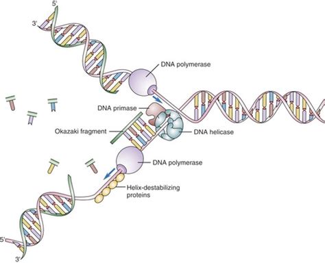 Human And Anatomy Chapter 4 Flashcards Quizlet