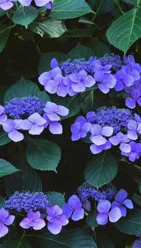 French Lacecap Hydrangea R Flowers