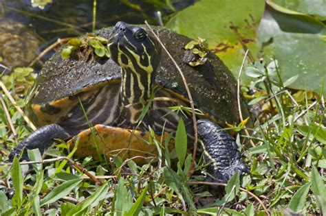 Common Cooter Close Up Clippix Etc Educational Photos For Students