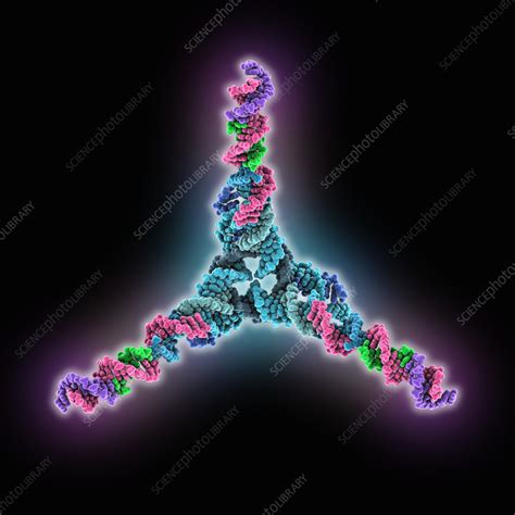 Self Assembled 3d Tensegrity Triangle Molecular Model Stock Image C0578206 Science Photo