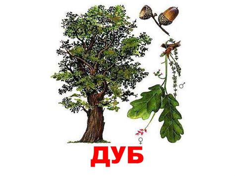 Деревья Виды деревьев презентация онлайн