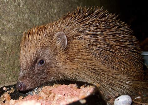 Igel Füttern Das Müssen Sie Beachten