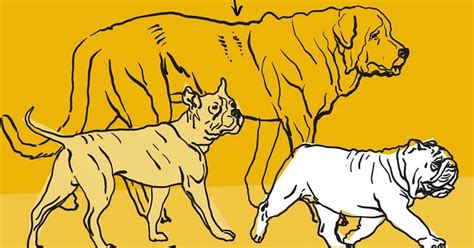 Najbardziej zmodyfikowane rasy psów INFOGRAFIKA Kobieta