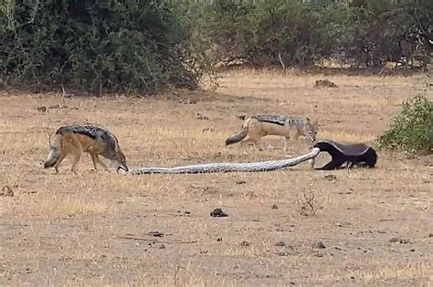 Python Honey Badger And Jackals Fight In Botswana In Incredible Video