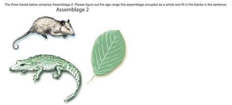 Solved The Two Fossils Below Comprise Assemblage 1 Please