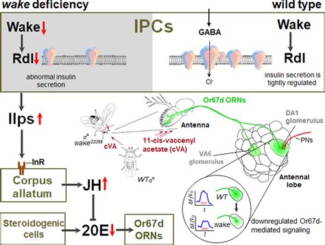 Wake In Ipcs Modulates Male Male Courtship Behaviour In Drosophila Download Scientific Diagram