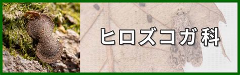 ヒロズコガ科 昆虫写真図鑑 ムシミル
