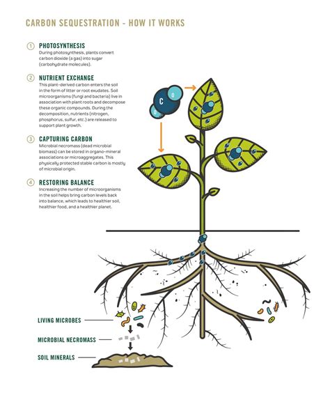 Carbon Sequestration How It Works R Coolguides