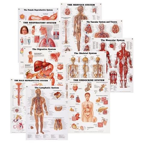 Anatomical Charts Anatomy Charts Bodypartchart Tagged Skin