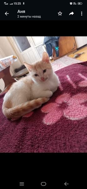 Отдам котенка мальчик приучен к лотку кушает всё в связи с переездом 89525277851 2025