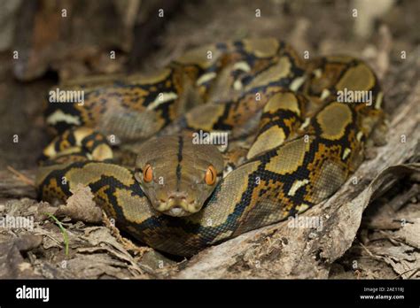Reticulated Python Striking Hi Res Stock Photography And Images Alamy