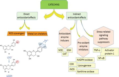 Considering The Antioxidant Properties Of Tea To Improve Human Health Intechopen