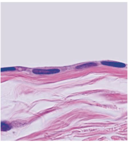 Histology Structures Flashcards Quizlet