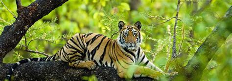 About Jim Corbett National Park Wild Forest Jungle Ramnagar Nainital