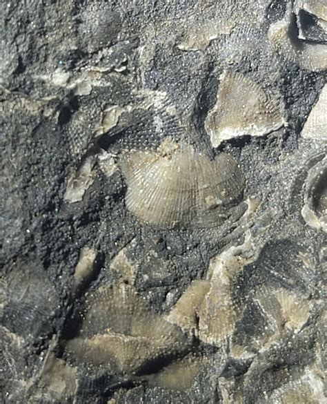 Natural Brachiopod Shell Fossil Slab Etsy